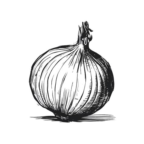 Dibujo En Tinta De Cebolla Dibujo En Blanco Y Negro Estilo De Grabado