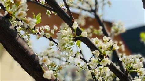 5분묵상 저 장미꽃 위에 이슬 찬송가 442장 Youtube