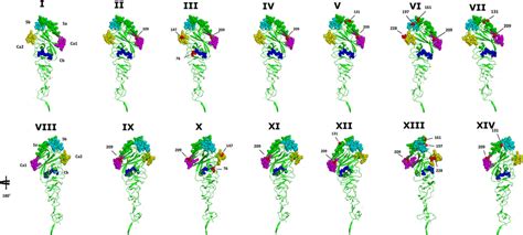 Positions Of The Amino Acid Alterations At Major Antigenic Sites Of The