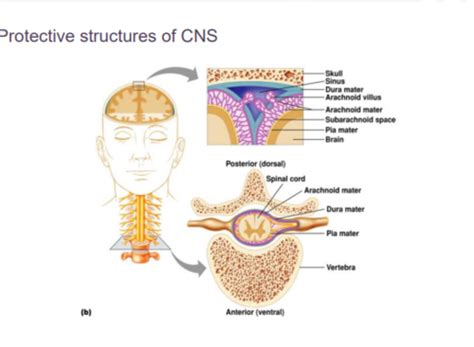 Cns Structure Cns Cell Component Flashcards Quizlet