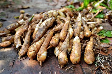 Tout Savoir Sur Larrow Root Bienfaits Et Utilisations Plants For