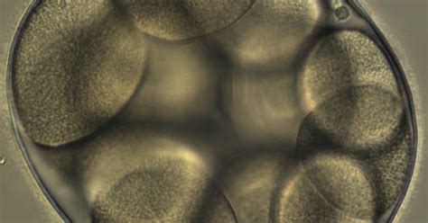 Invertebrate Embryology Early Cleavage In Echinoderms
