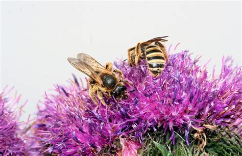 Vespas Japonesas Vs Abelhas