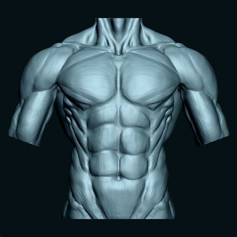 Male Human Torso 3d Model Cgtrader