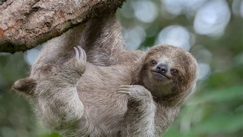 What Is Sloth Virus Oropouche Reported In Europe For First Time