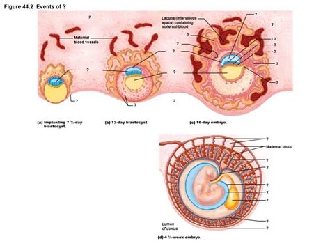 Events Of Placentation Early Embryonic Development And Extraembryonic