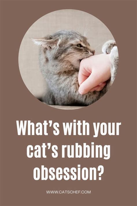 Whats With Your Cats Rubbing Obsession Explained