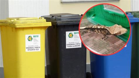 Nietypowe odkrycie w śmietniku na Mokotowie Schwytano egzotyczną