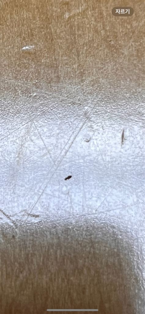 집 작은 갈색 벌레 지식in