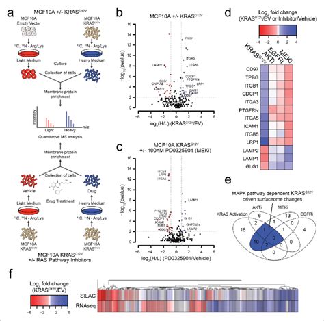 Oncogenic Kras Signaling Coordinately Regulates The Expression Of Cell Download Scientific