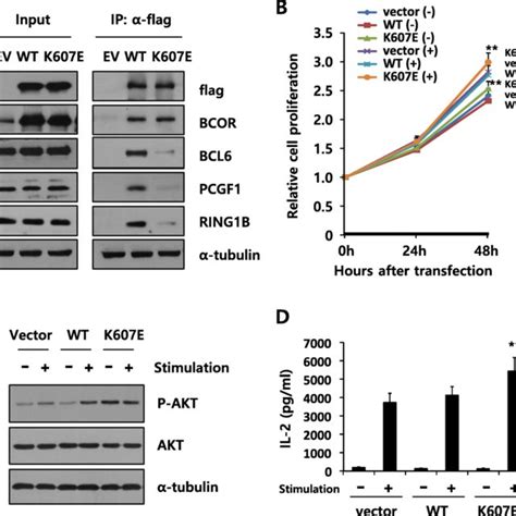 Validation Of K607e Mutation On Bcor A Schematic Representation Of