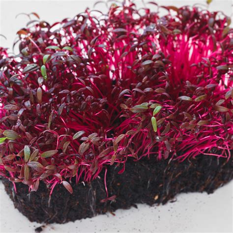 Amaranth Red Garnet Dollar Heirloom Seeds