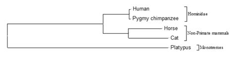Solved Based On This Phylogenetic Tree Which Of The