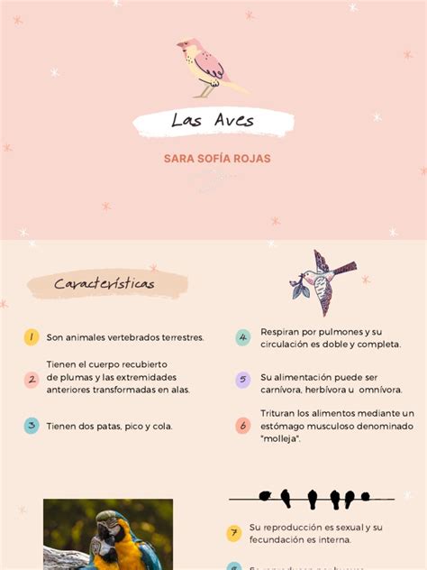Características Y Ejemplos De Las Aves Pdf