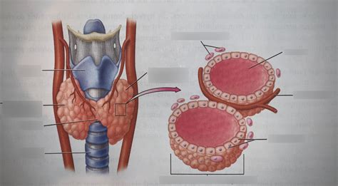 Thyroid Gland And Thyroid Follicles Diagram Quizlet