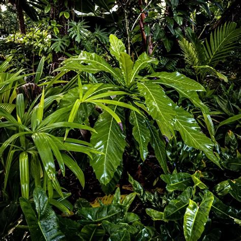 Ficus Pseudopalma Care Expert Guidance For Thriving Plants