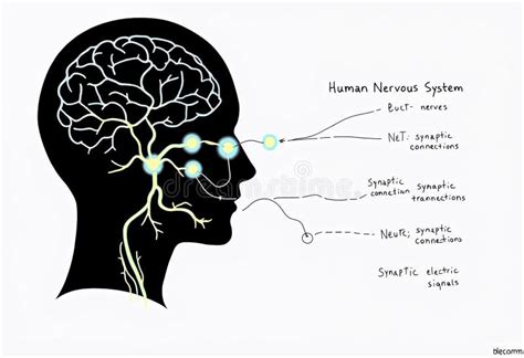 Diagram Illustrating The Human Nervous System With Connections And Synaptic Transactions From