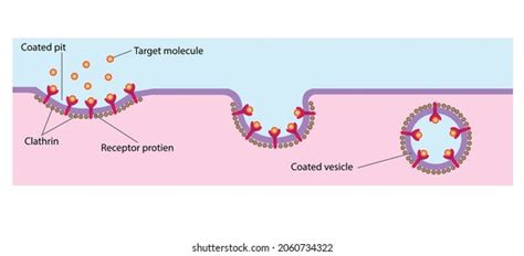 Receptor Mediated Endocytosis Diagram