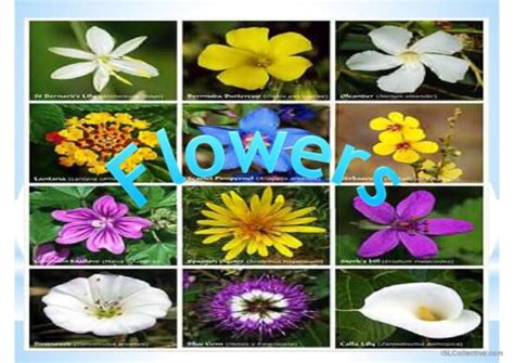 57 Flower English Esl Powerpoints