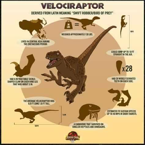 Velociraptor Jurassic Park Wiki Fanpop