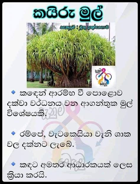 දැනුම් සයුර ශාක මුල් වර්ග හඳුනා ගනිමු 😍💐