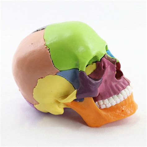 Medicals Skull Model Human Skull Model For Anatomy Exploded Skull Model Anatomy Skull Model