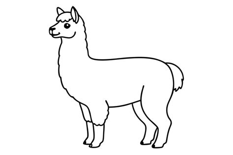 A Alpaca Linar On White Background Illustration Line Art 50999014