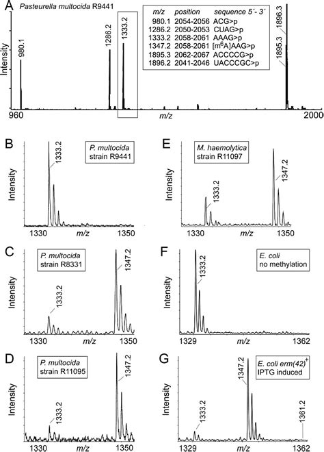 Maldi Ms Analyses Of Erm 42 Methylation In 23s Rrna A Spectrum Of