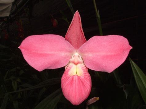Phragmipedium Apollo Orchideen Wichmann