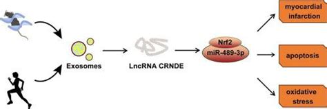 长期运动源性外泌体 Lncrna Crnde 通过 Mir 489 3pnrf2 信号轴减轻心肌梗死损伤nanomedicine