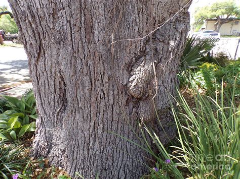 Beautiful Majestic Texas Live Oak Tree Eight Photograph By Joney