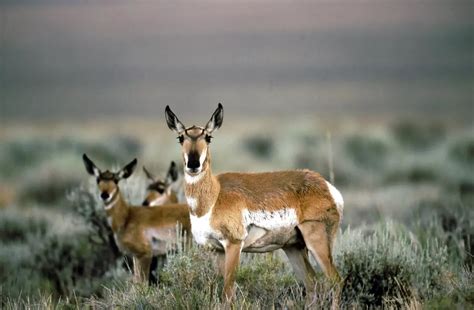 Hart Mountain National Antelope Refuge Lakeview OR Living New Deal
