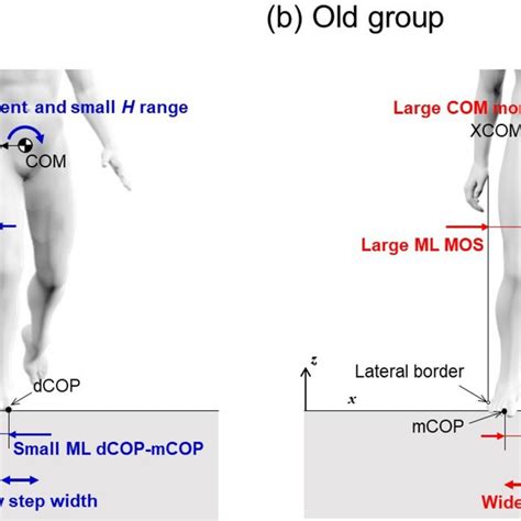 Schematic Diagram Of The Difference In The Relation Between Step Width Download Scientific