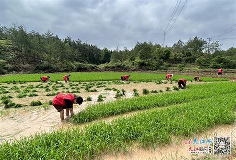 安远重石乡：秧苗移栽田间忙 青年志愿助春耕（图）