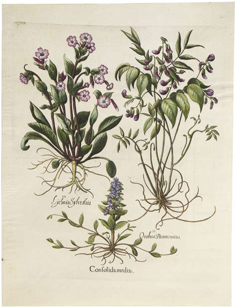 Besler Deluxe Ed Pl 20 Bugle Spring Vetchling Red Campion Hortus