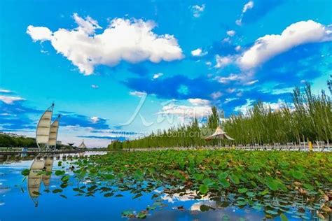 【中央媒体看敦煌】敦煌党河荷花登上《人民日报》澎湃号·政务澎湃新闻 The Paper