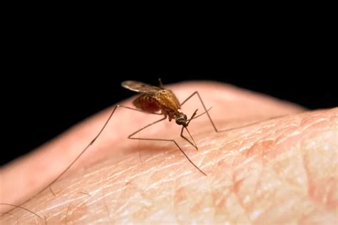 How Many Times Can Mosquitoes Bite Biting Behavior