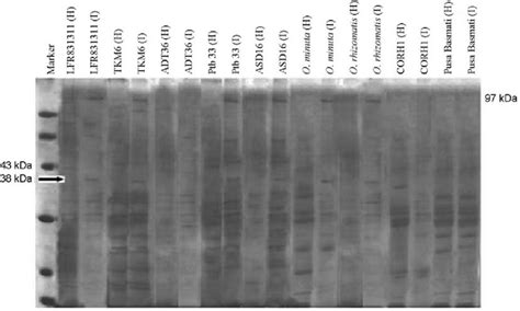 Total Soluble Protein Profile Of Selected Rice Genotypes By Sds Page