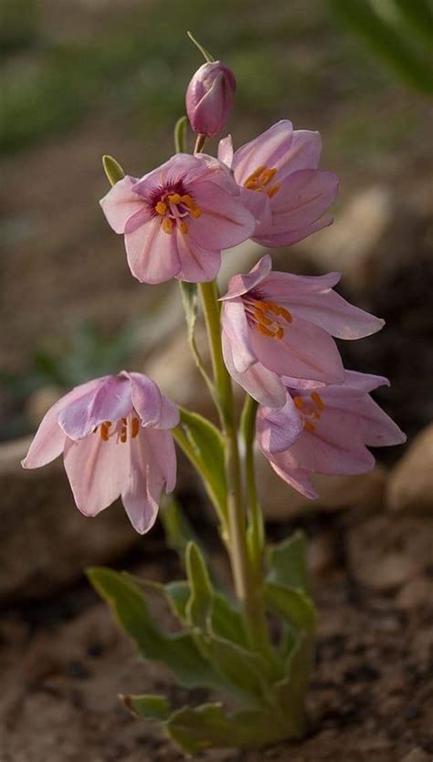 Fritillaria Pluriflora