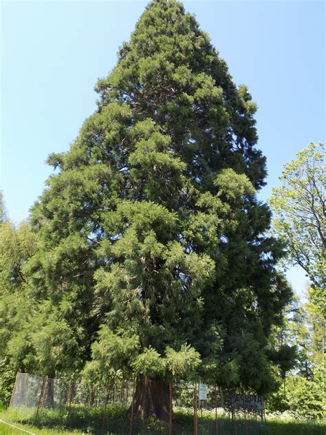 Se Modernizeaz Drumul De Acces Spre Arborele De Sequoia Din Comuna S Cuieu Info Huedin