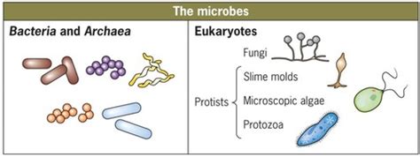 Exam Micro Flashcards Quizlet