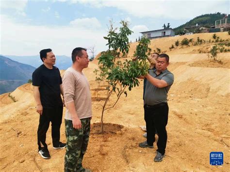 农科专家助力元阳荔枝产业发展