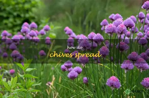 The Science Behind The Spreading Of Chives A Guide To Propagation Shuncy