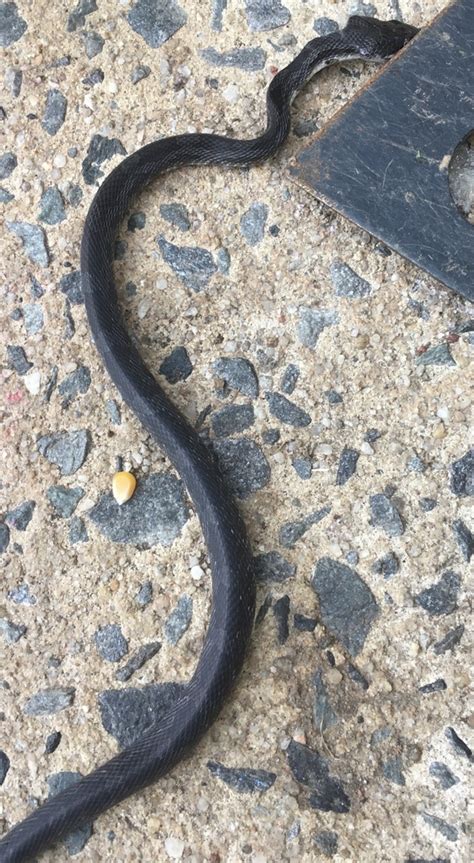 Eastern Gray Ratsnake Complex From Pepperidge Rd Lewisville NC US On