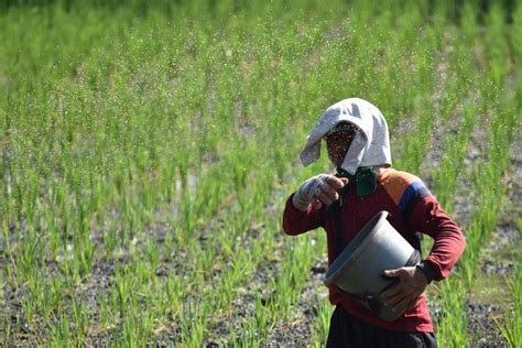 Antisipasi Kelangkaan Pupuk Indonesia Tawarkan Pupuk Non Subsidi Pertanian Katadata Co Id