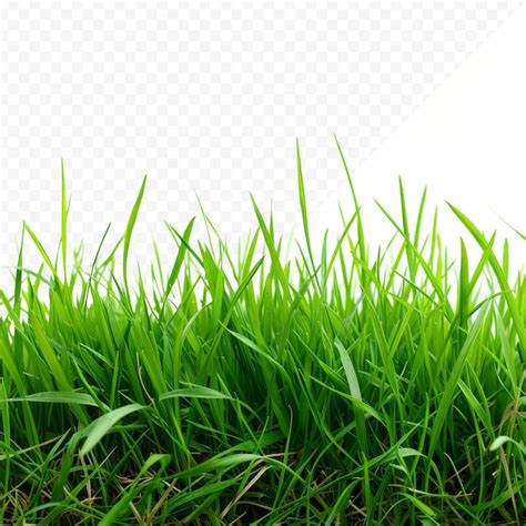 Premium Psd Green Grass Isolated Banner
