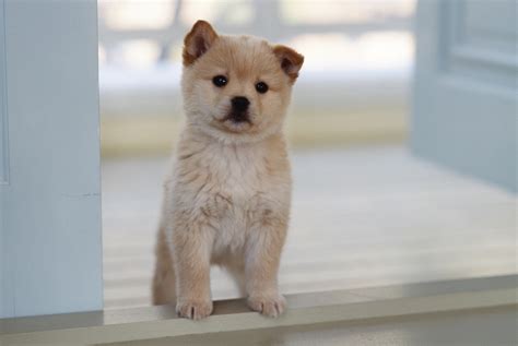 子犬を迎えるために必要な準備とは？ 迎え方とトイレなどの注意点 犬 All About