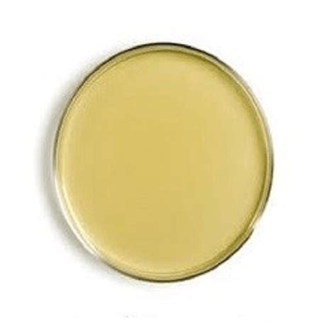 Casein Agar Plate Jashmine Enterprises Cleanrooms Moves