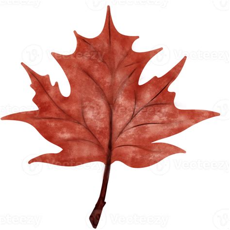 Maple Leaf Illustration For Autumn PNG