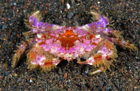 Toxic Crustaceans 11 Poisonous Crabs Whatdewhat